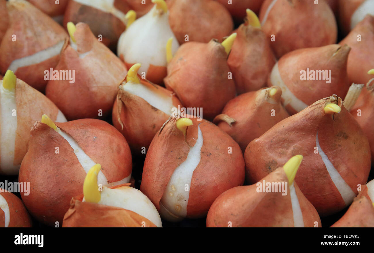 Schoenebeck, Germany. 14th Jan, 2016. Tulip bulbs are pregerminated by ...