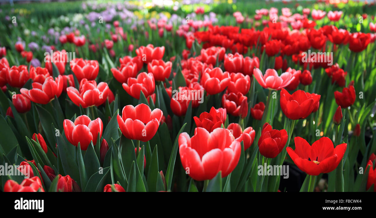 Tulpina hi-res stock photography and images - Alamy