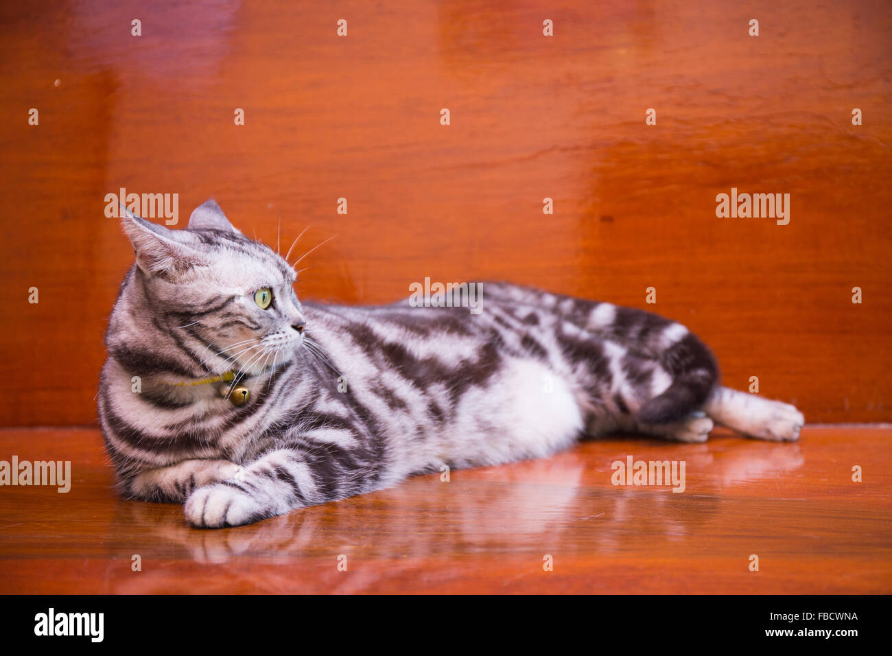 single young American short hair cat Stock Photo - Alamy