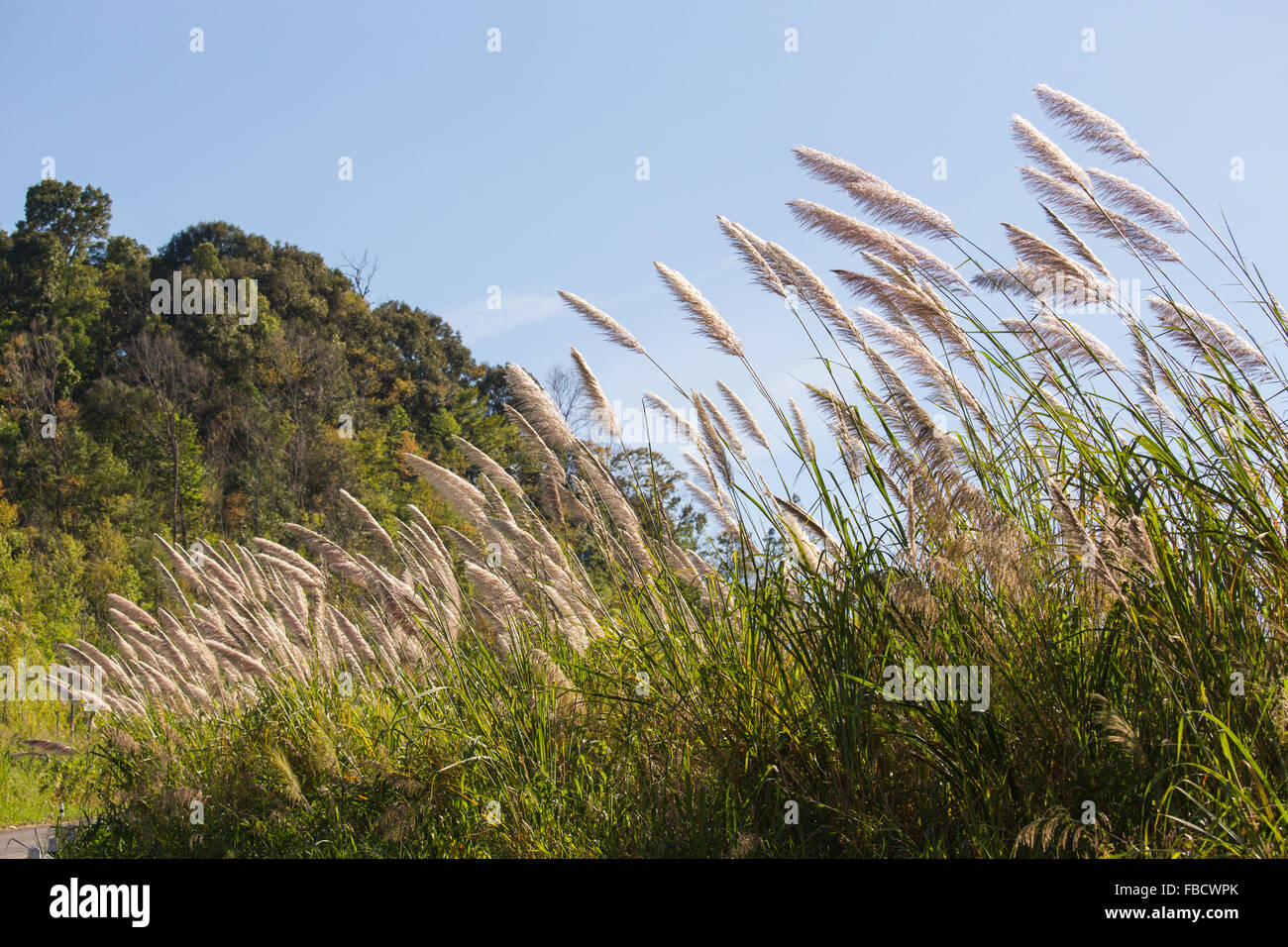 thicket flower at tropical rain forest of Thailand in winter Stock ...