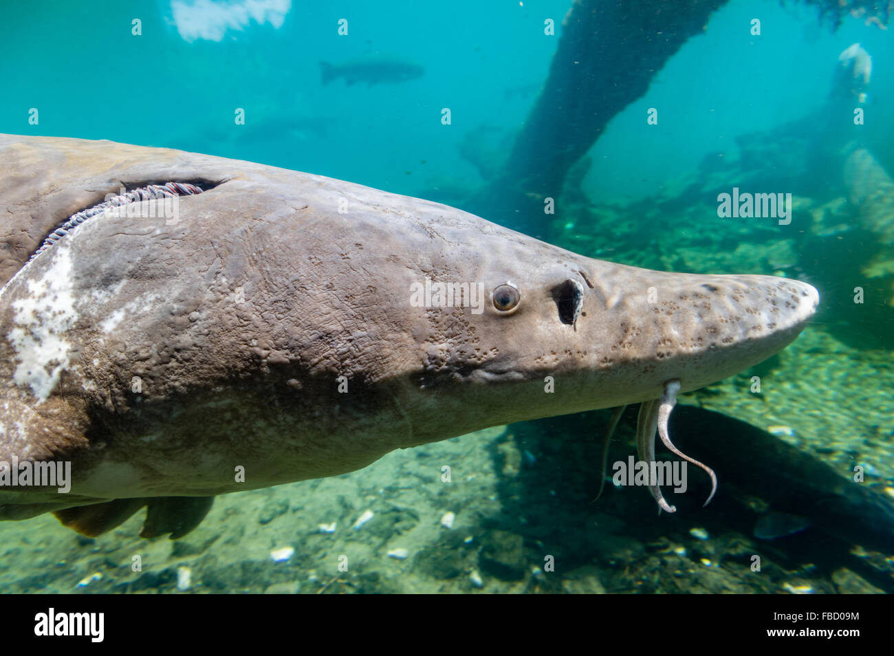 White Sturgeon in a display pond at Bonneville Fish Hatchery. Cascade ...