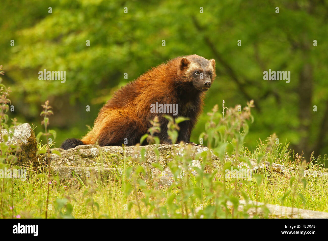 Wolverine (Gulo gulo) captive, Sweden, Scandinavia Stock Photo - Alamy