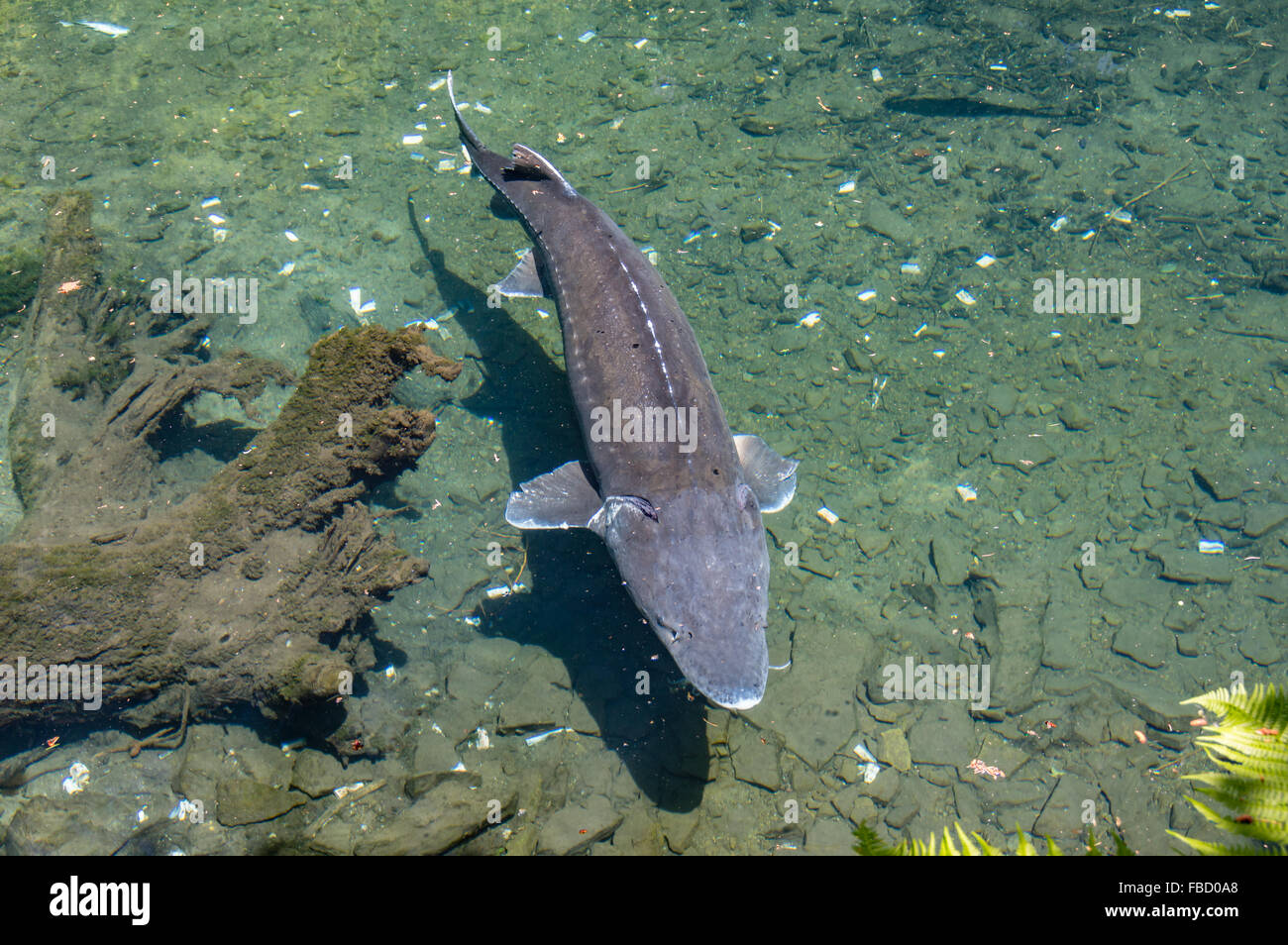 Sturgeon Fish Stock Photos & Sturgeon Fish Stock Images - Alamy