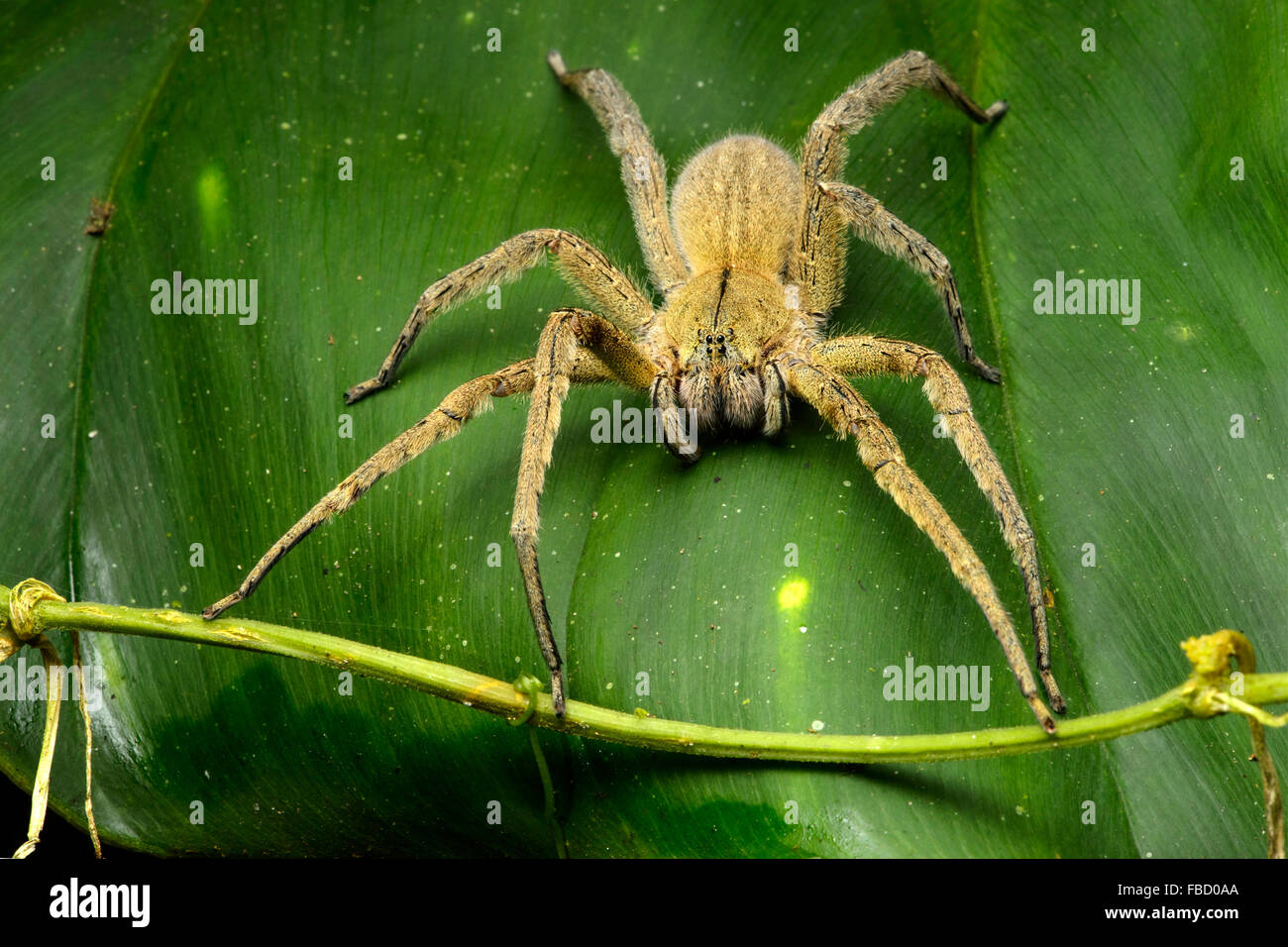Wandering spider (Ctenidae), with type-specific eyes, Chocó rainforest ...