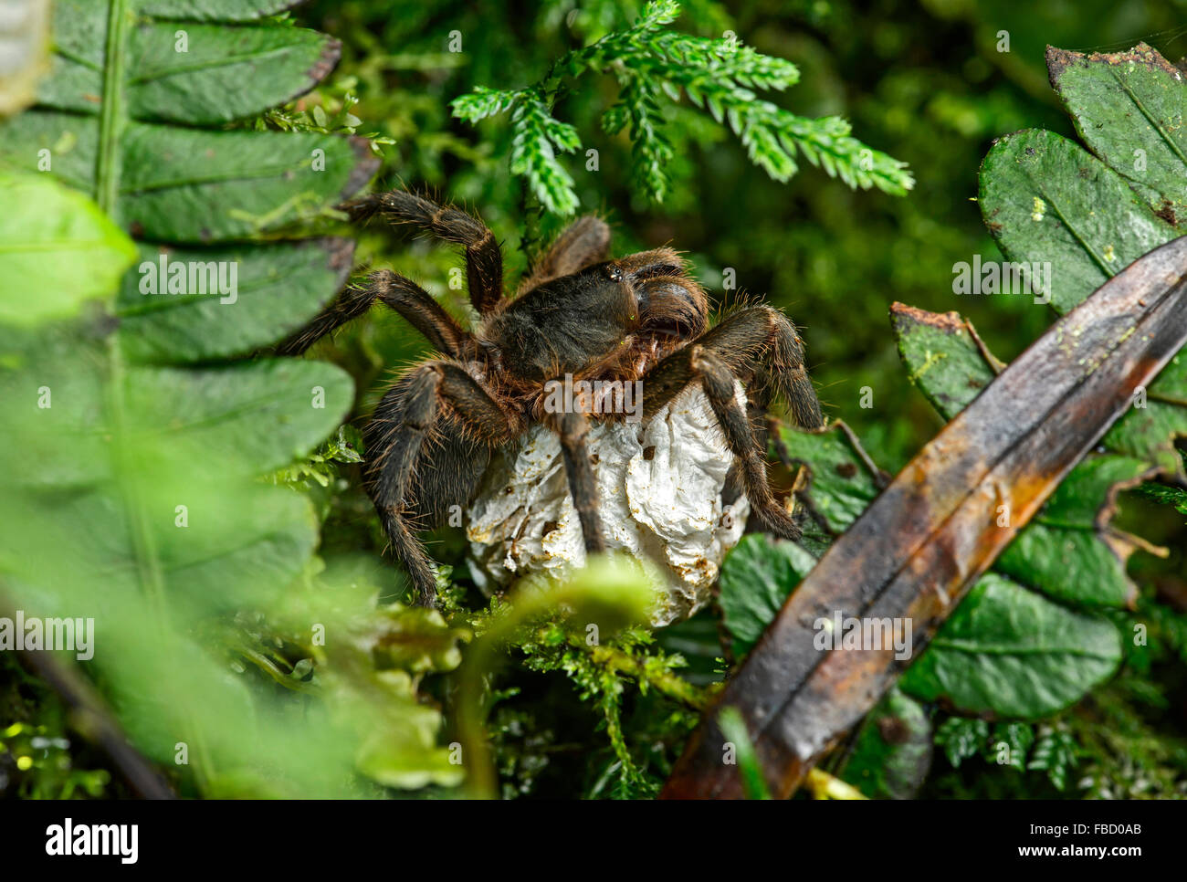 Tarantula (Theraphosidae), female with egg cocoon, fog rainforest ...