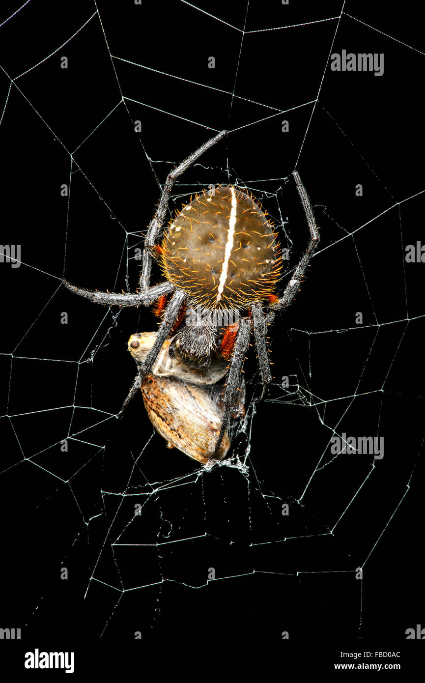 Radnetzspinne (Eriophora fuliginea) with prey, Chocó rainforest ...