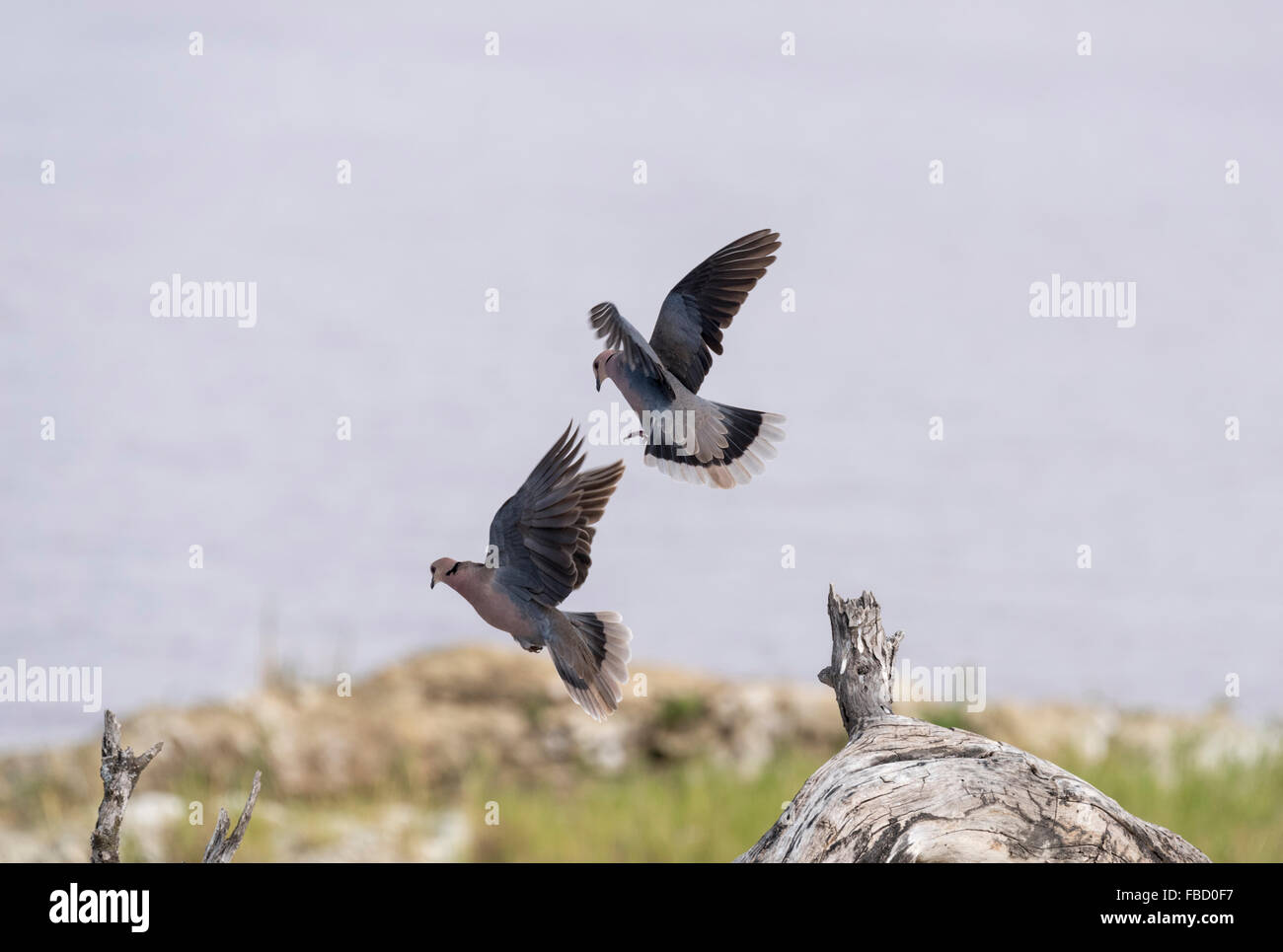 A pair of Mourning Doves having a fight at Bishangari, Ethiopia Stock ...