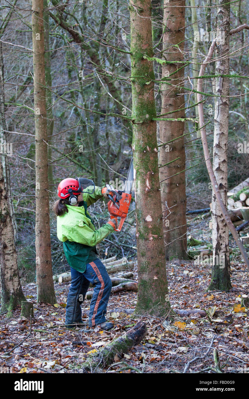 Man cutting branches from conifer tree with chainsaw, Briarwood Banks ...