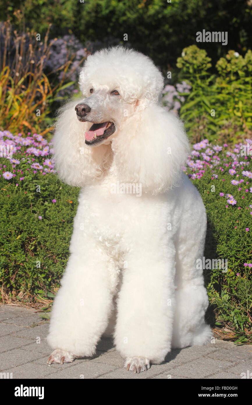 Standard poodle, female, 11 years old, sitting in front of flowerbed ...
