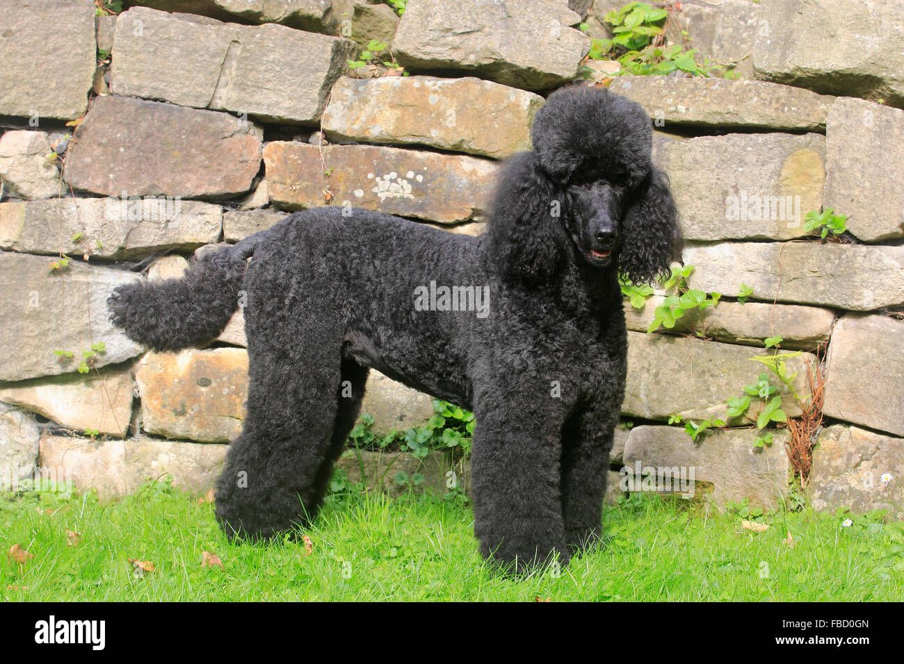 Black Standard Poodle