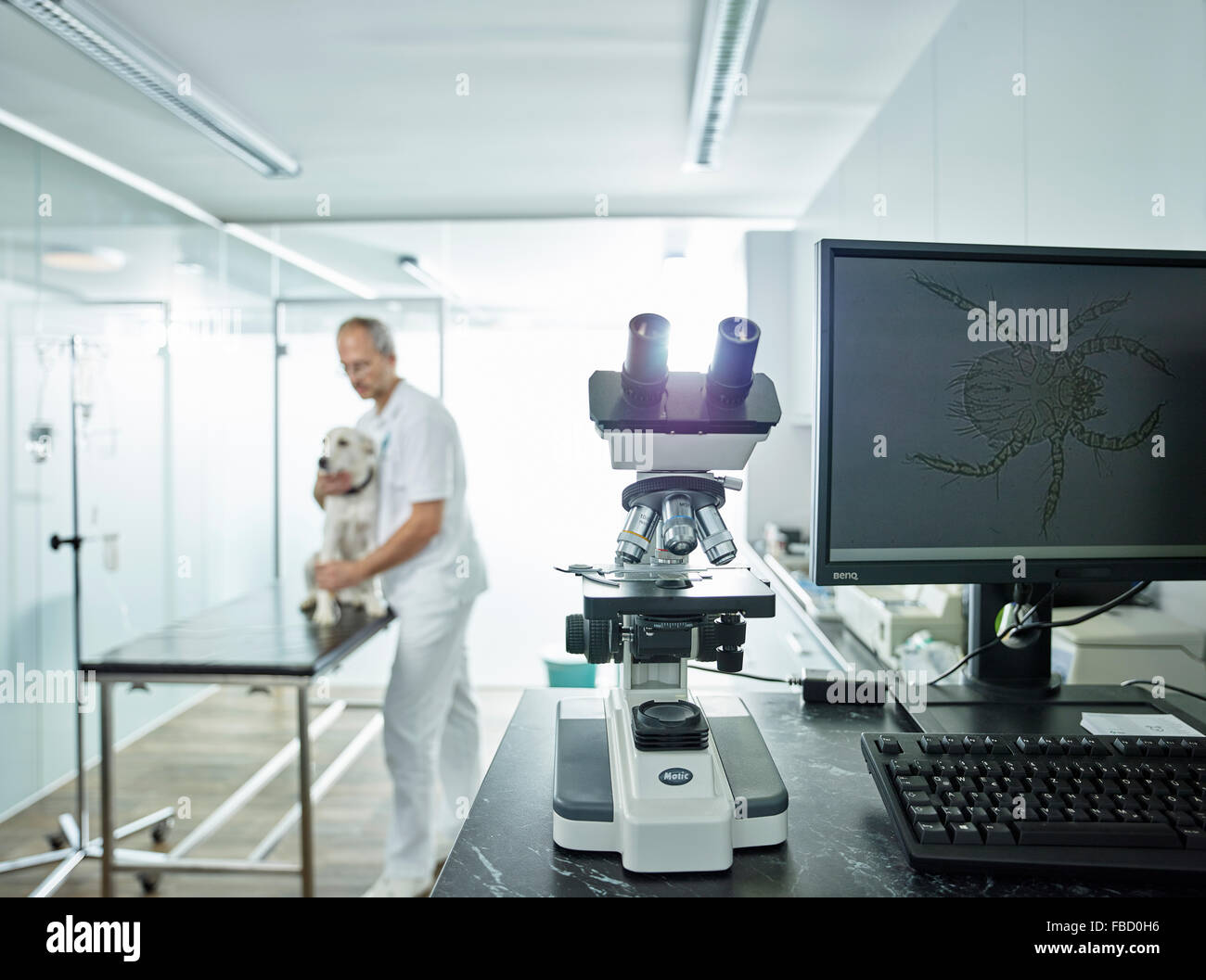 Microscope in veterinary practice, microscopic enlargement of mite on ...