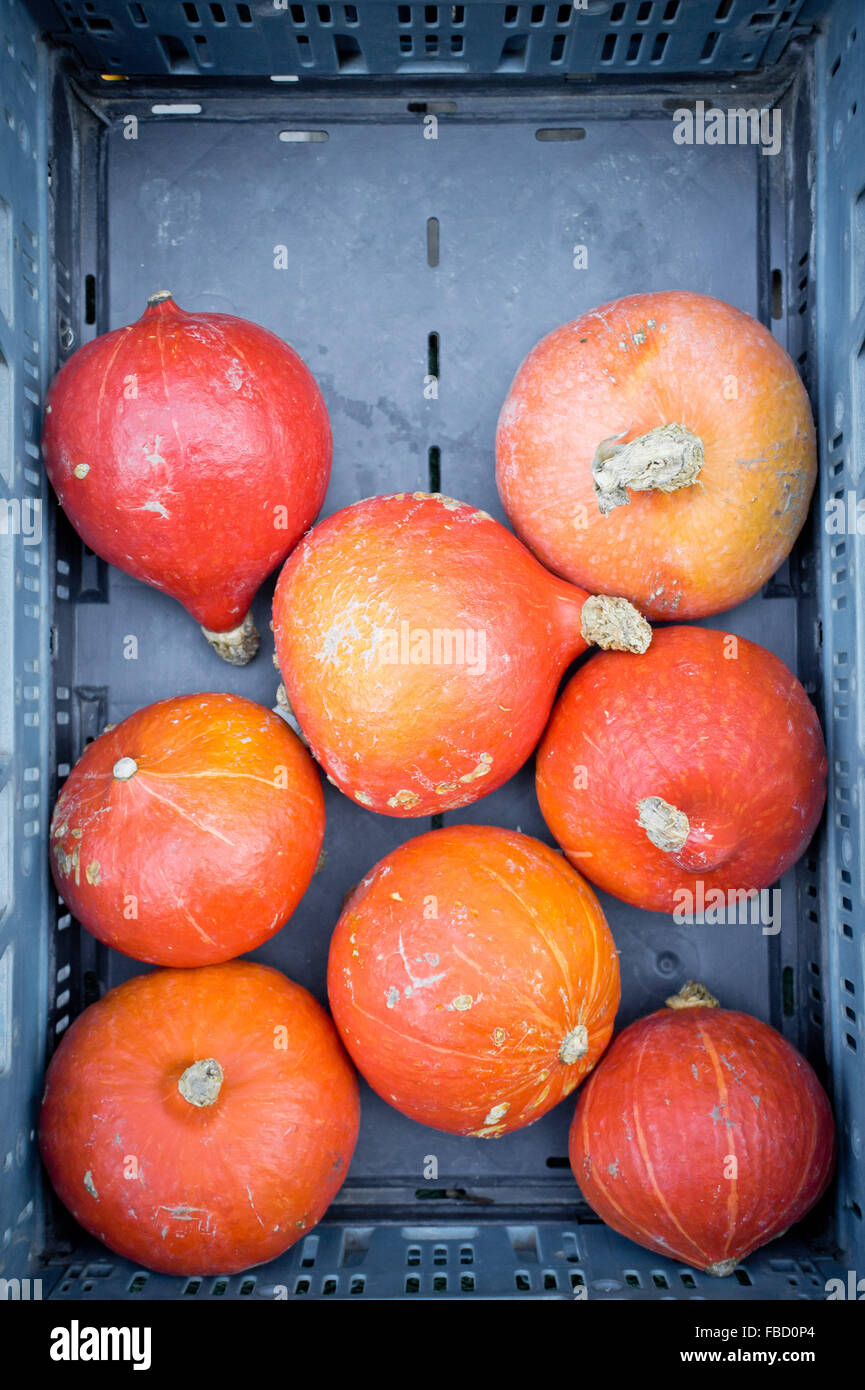 Orange squashes in a crate at a market Stock Photo - Alamy