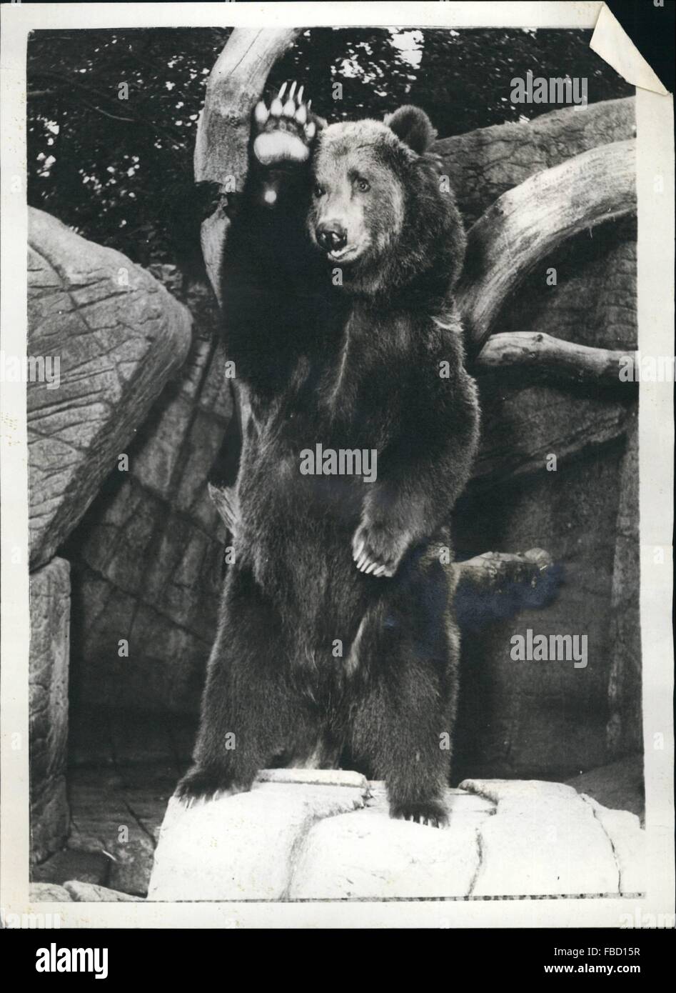 1962 - ''How do''. Introducing Ursula. The Big bear of the Copenhagen ...