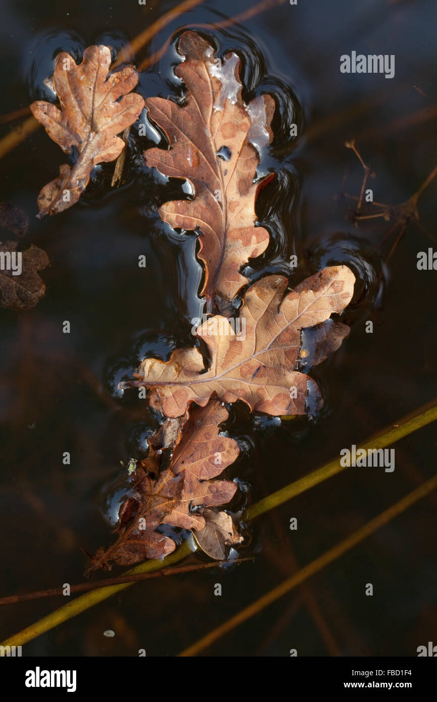 Dry leaf float water hi-res stock photography and images - Alamy