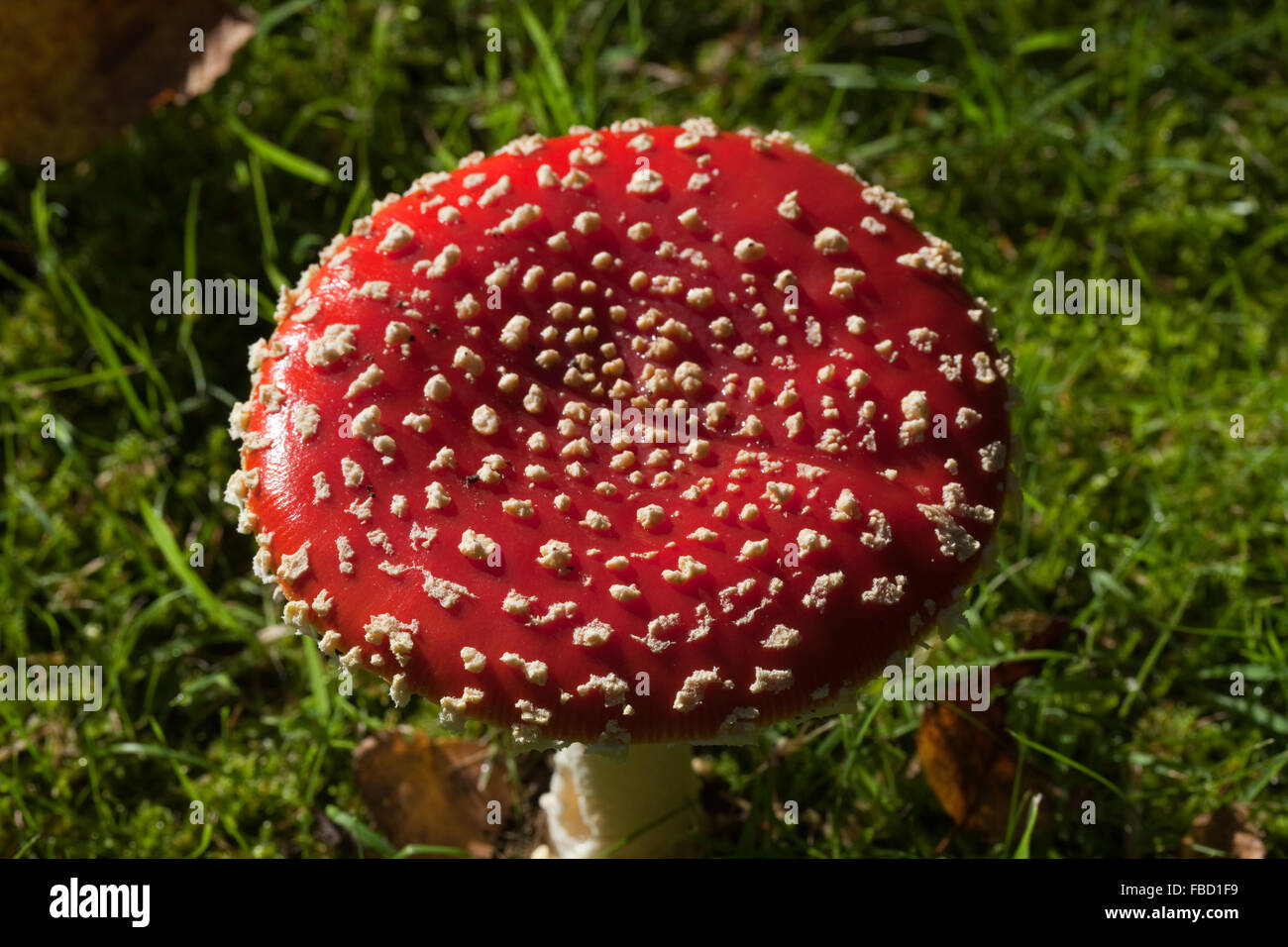 Pinus fungi hi-res stock photography and images - Alamy