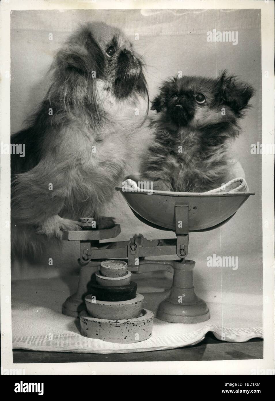 1968 - ''Weighing in hear baby''. Miniature Peke - on the scales ...
