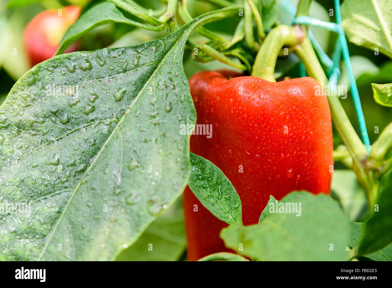 Red capsicum vegetable farming hi-res stock photography and images - Alamy