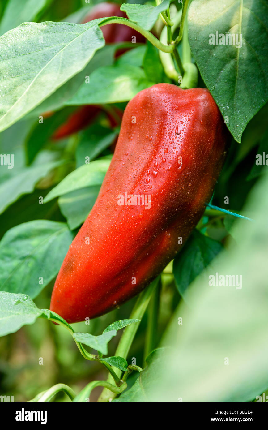 Red capsicum vegetable farming hi-res stock photography and images - Alamy