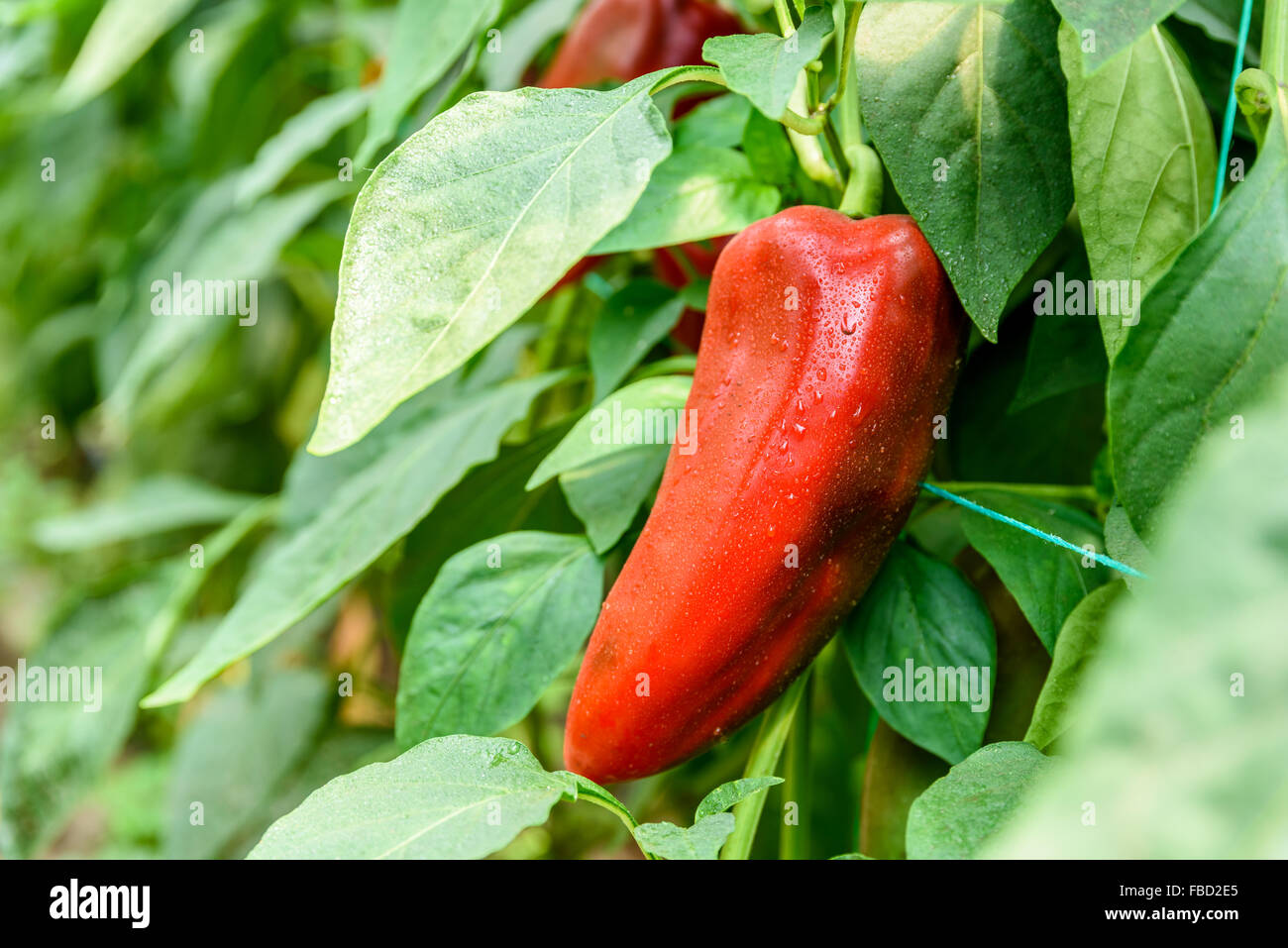 Red capsicum vegetable farming hi-res stock photography and images - Alamy