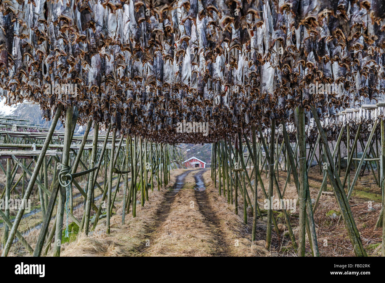 Stockfish hi-res stock photography and images - Alamy