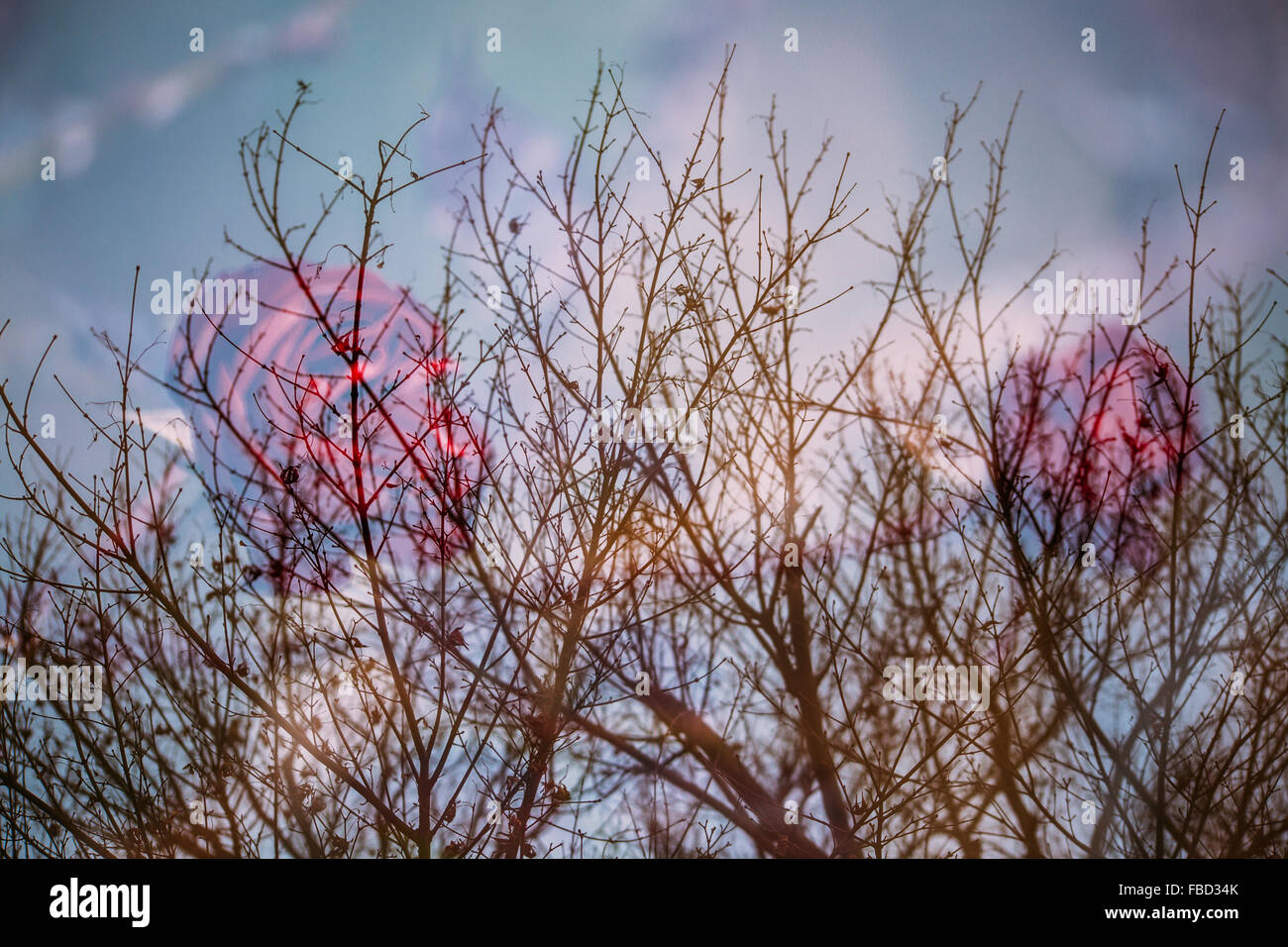 In camera double exposure barren tree tops in winter and bloomed red ...