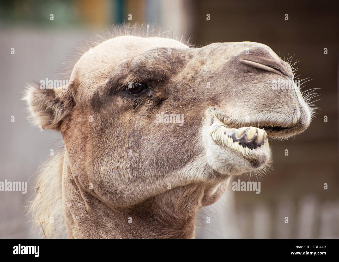 Bactrian camel (Camelus bactrianus) closeup crazy portrait. Animal face ...