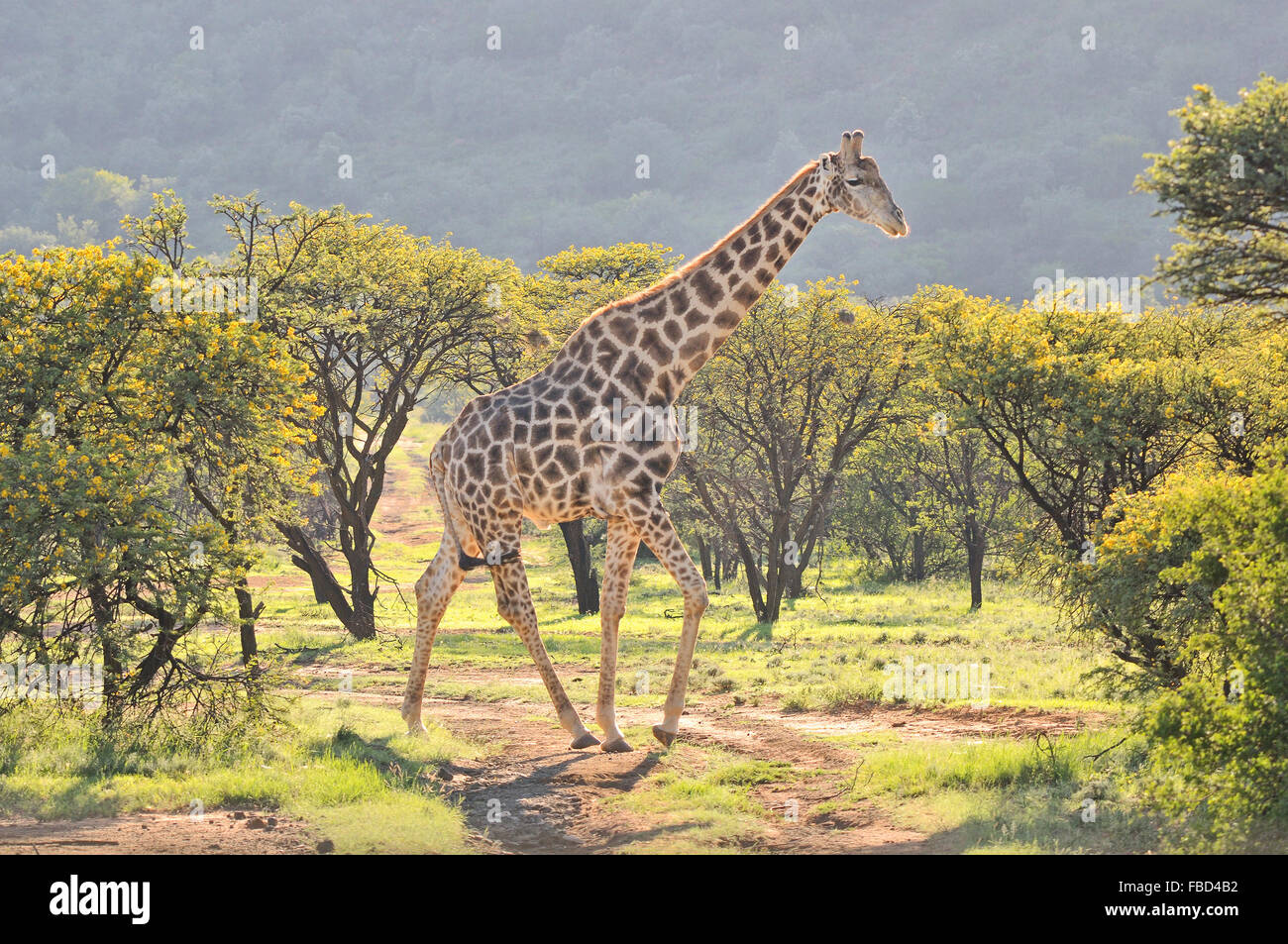Giraffe in grass and acacia field in South Africa Stock Photo - Alamy