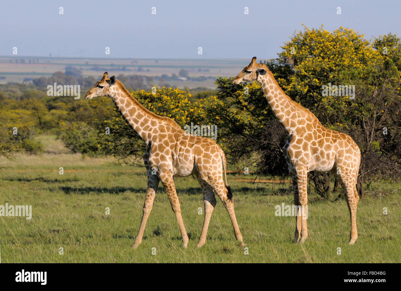 Giraffe on grass field hi-res stock photography and images - Alamy