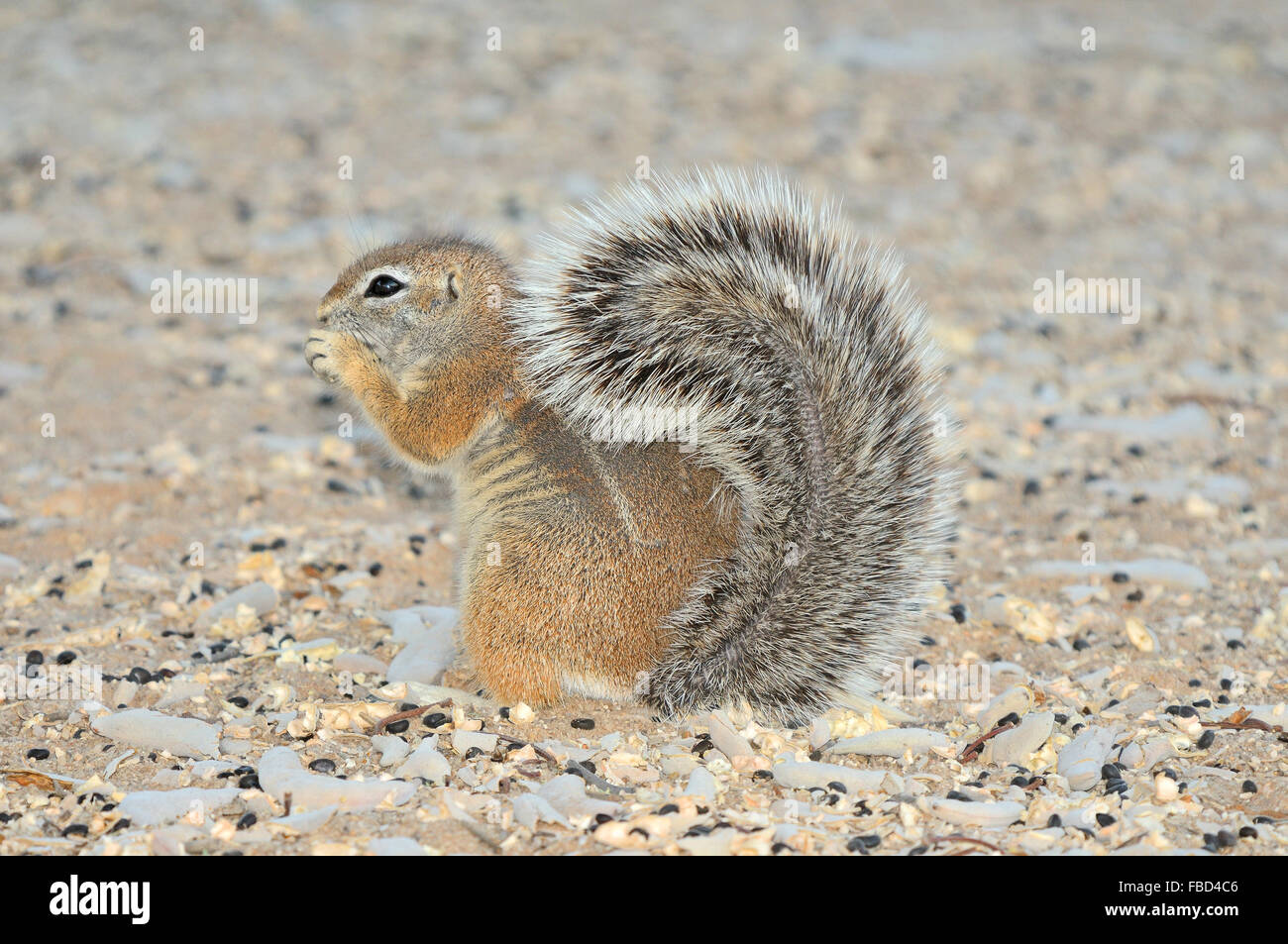 Cape Ground Squirrel (Xerus Inauris). Photo taken at Mata Mata in the ...