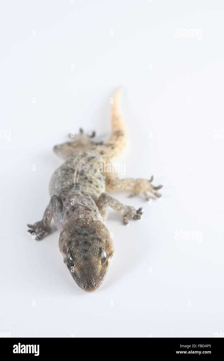 Gecko Lizard and Coin Stock Photo - Alamy