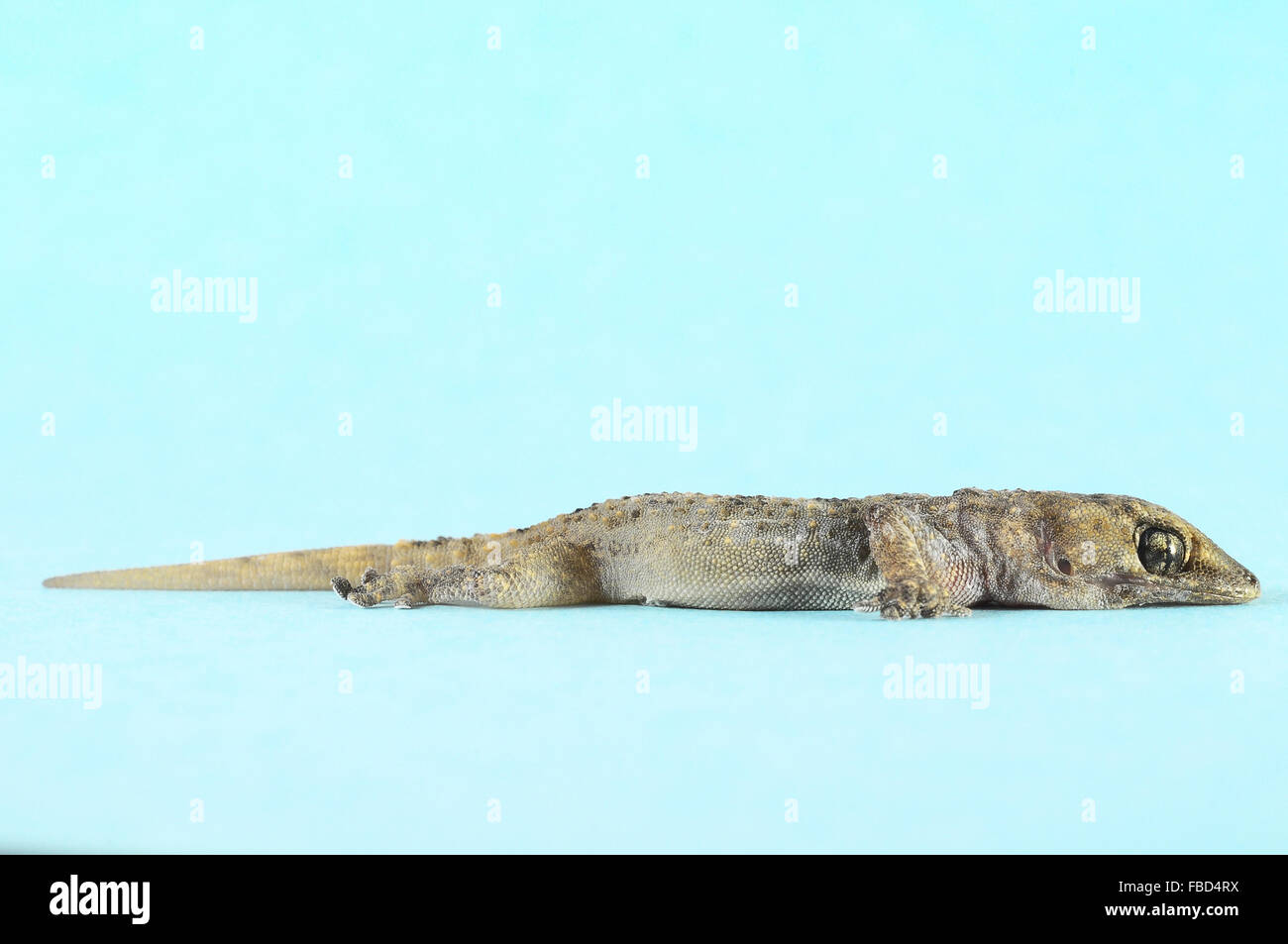 Gray Gecko Lizard Stock Photo - Alamy