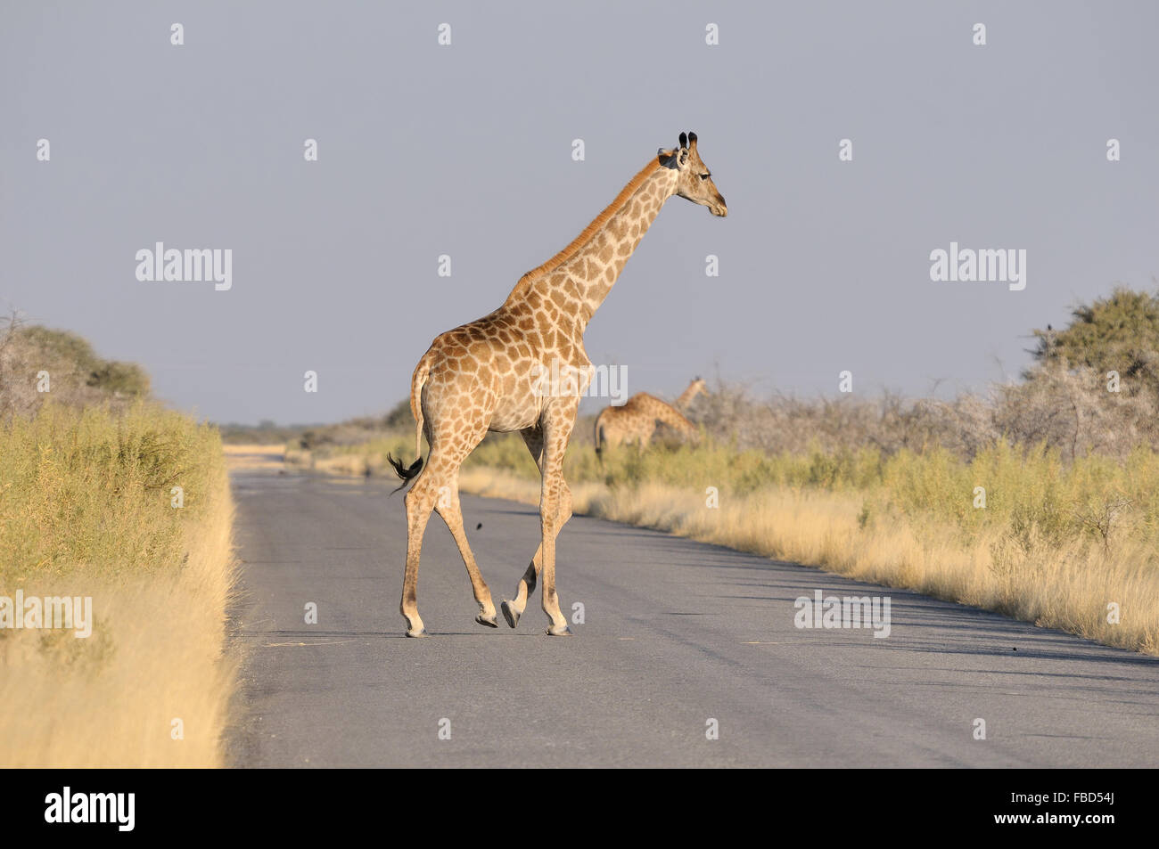 Giraffe crossing road near Okaukeujo in the Etosha National Park ...