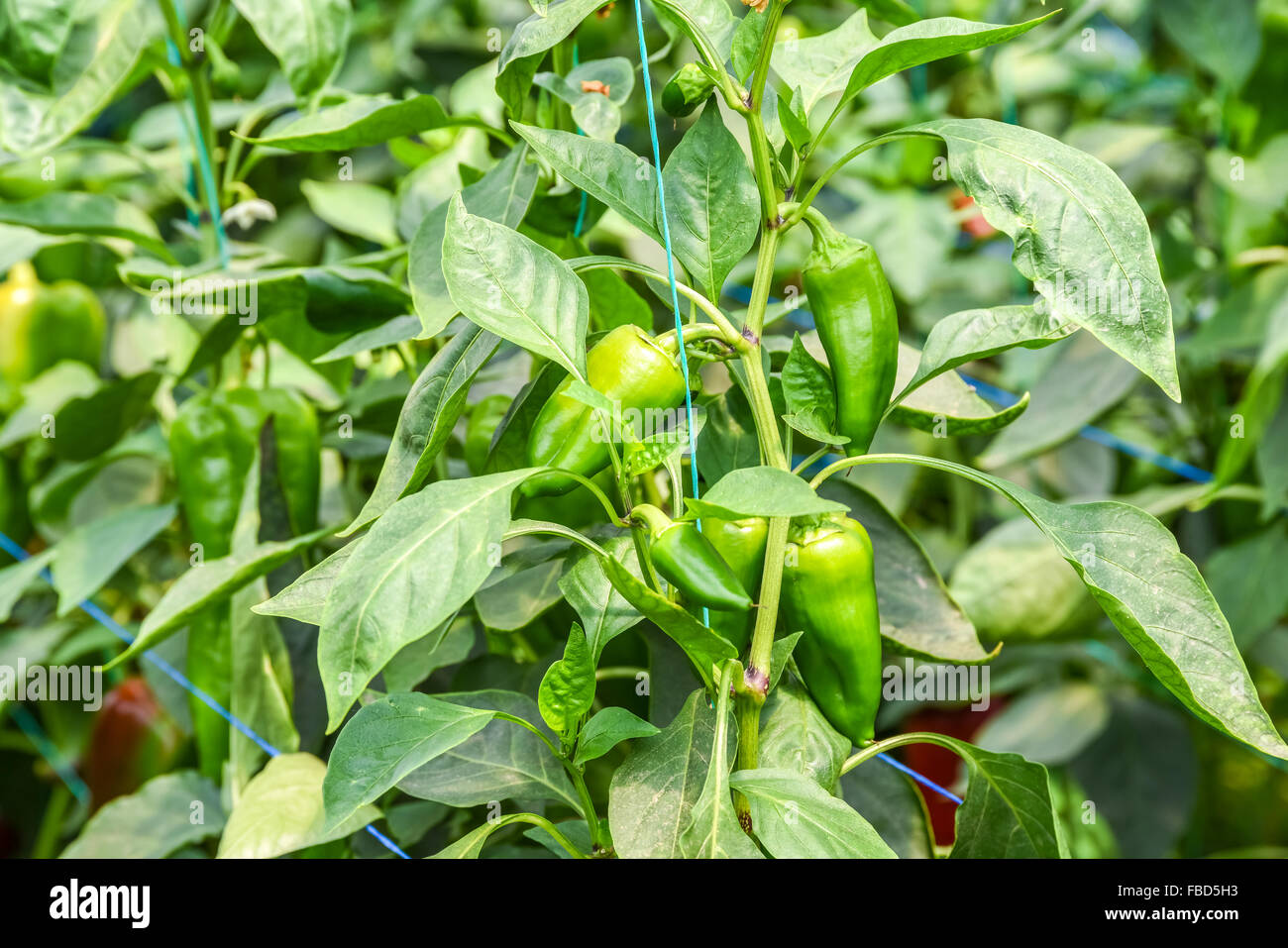 Green Pepper In Vegetable Greenery Garden Stock Photo - Alamy