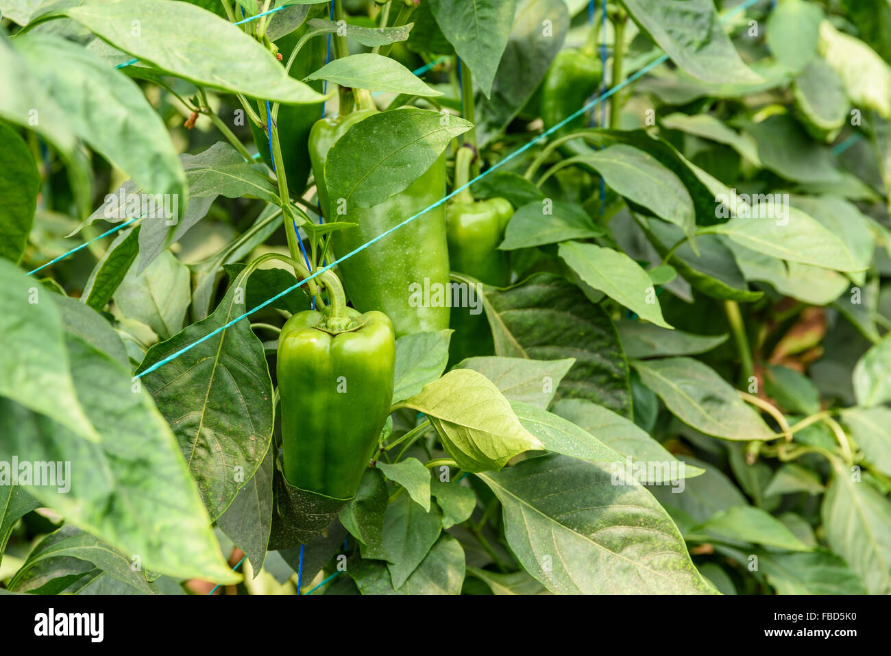 Green Pepper In Vegetable Greenery Garden Stock Photo - Alamy