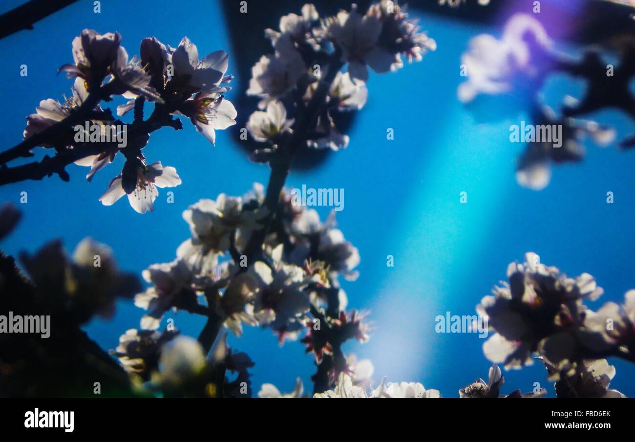 Branches Of Cherry Tree High Resolution Stock Photography and Images ...