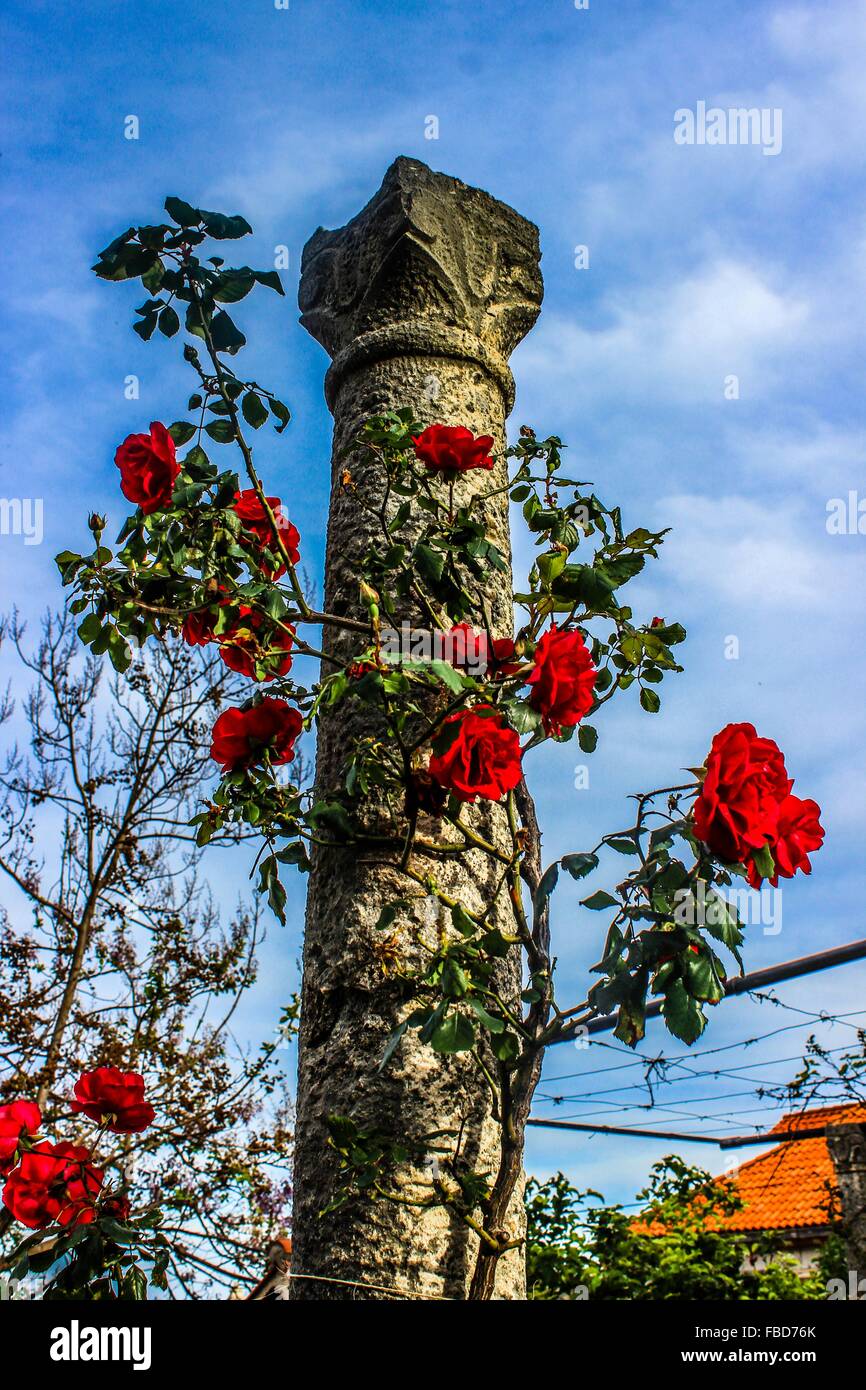 Plant columns hi-res stock photography and images - Alamy