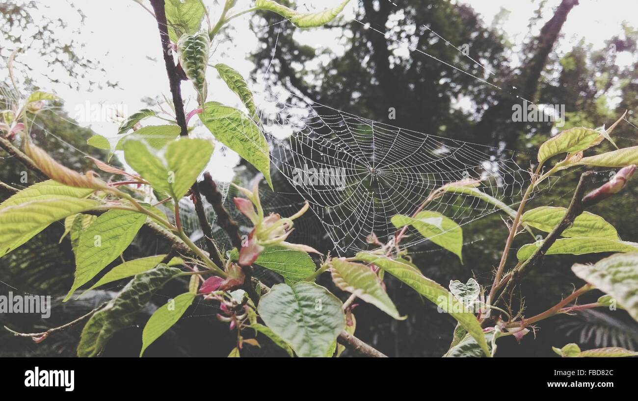 Spider of taiwan hi-res stock photography and images - Alamy