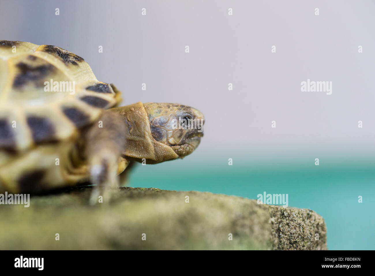 Horsefield Tortoise Testudo Horsefieldii now Agrionemys horsefielii in ...