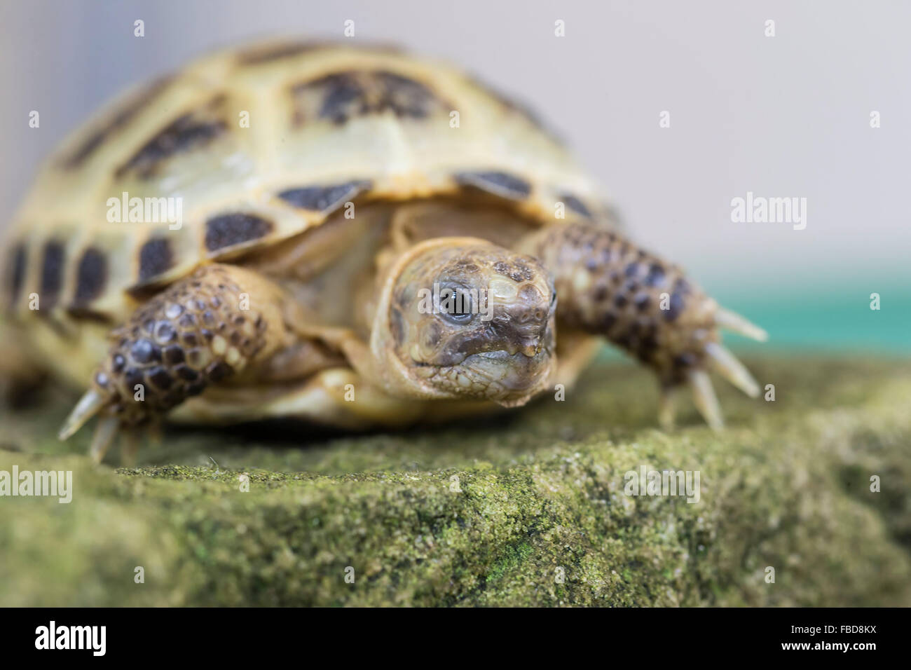 Four clawed tortoise hi-res stock photography and images - Alamy