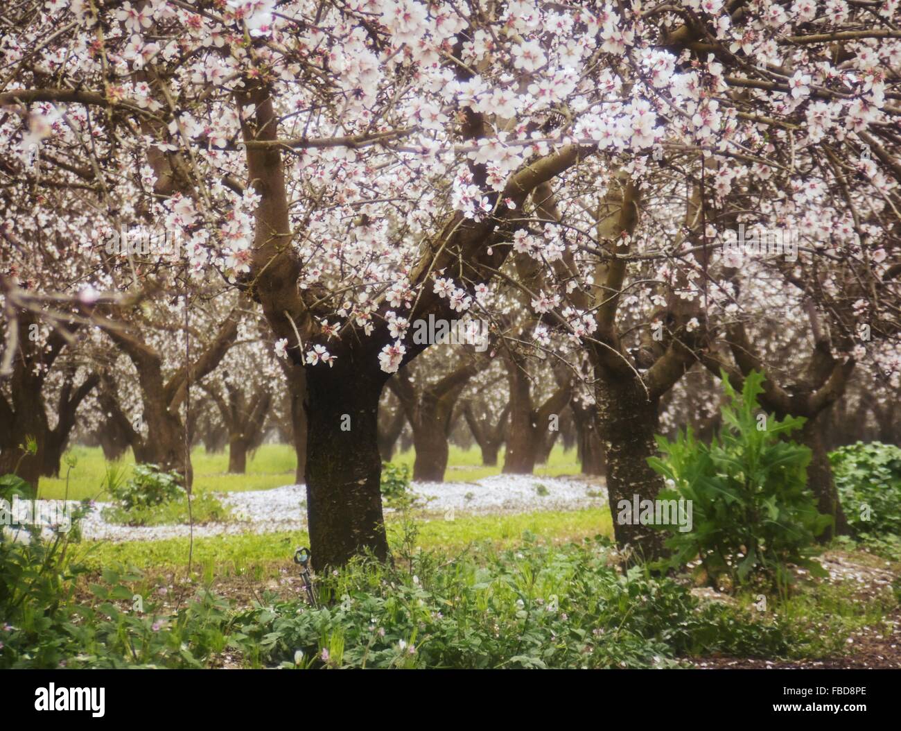 Cherry Blossom Trees At Park Stock Photo - Alamy