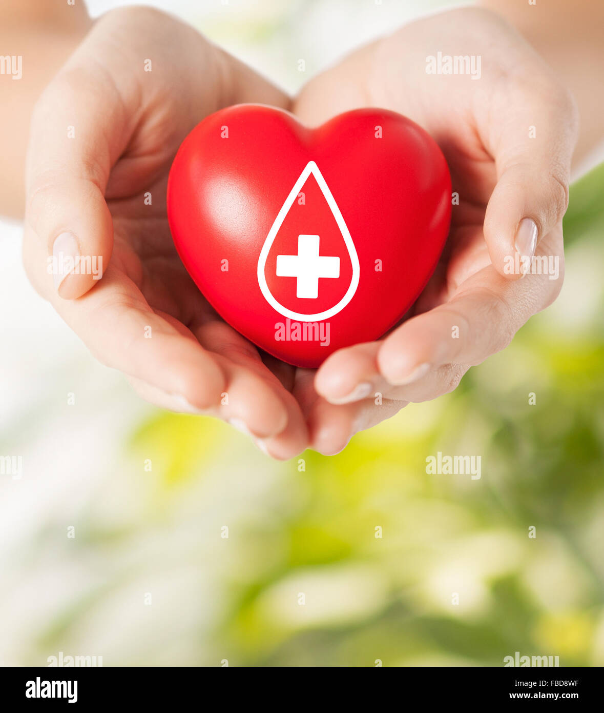 female hands holding red heart with donor sign Stock Photo - Alamy