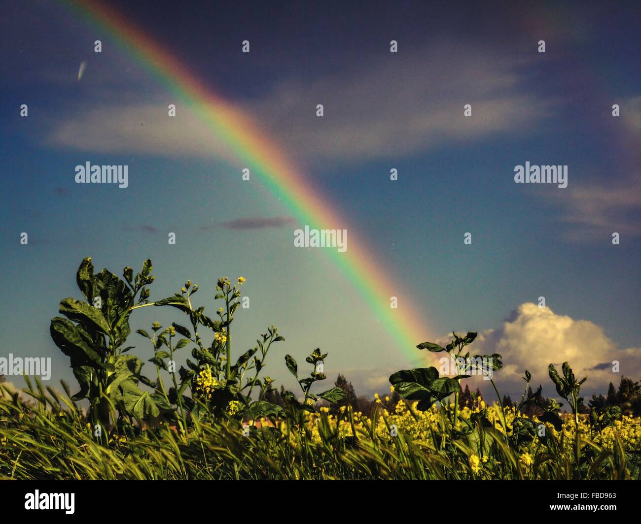 Countryside Tranquility High Resolution Stock Photography and Images ...