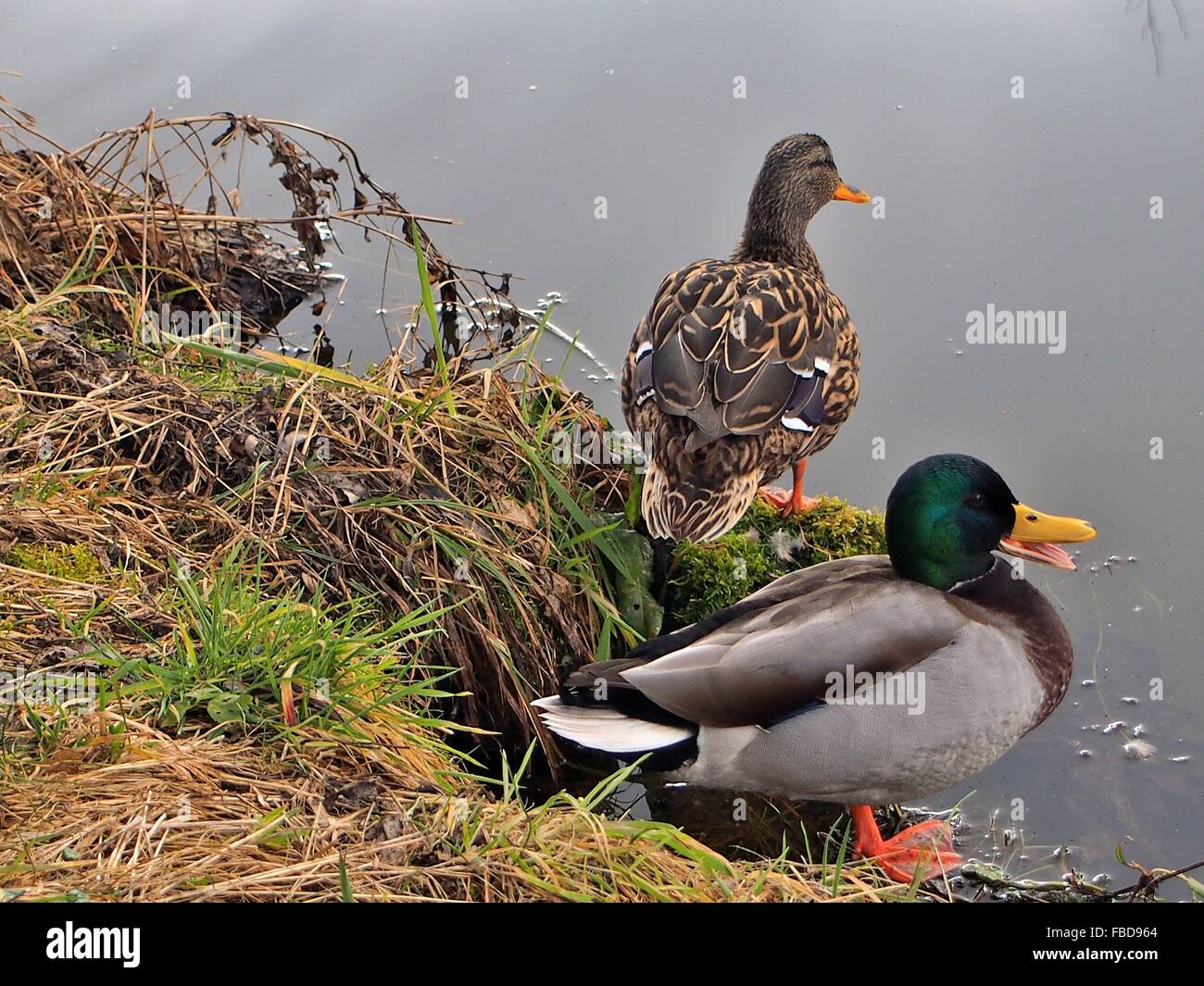 Ducks side by side hi-res stock photography and images - Alamy