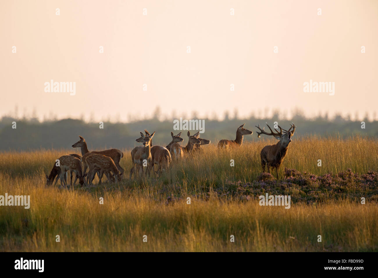 Herd of Red Deer / Rotwild ( Cervus elaphus ) with roaring stag ...