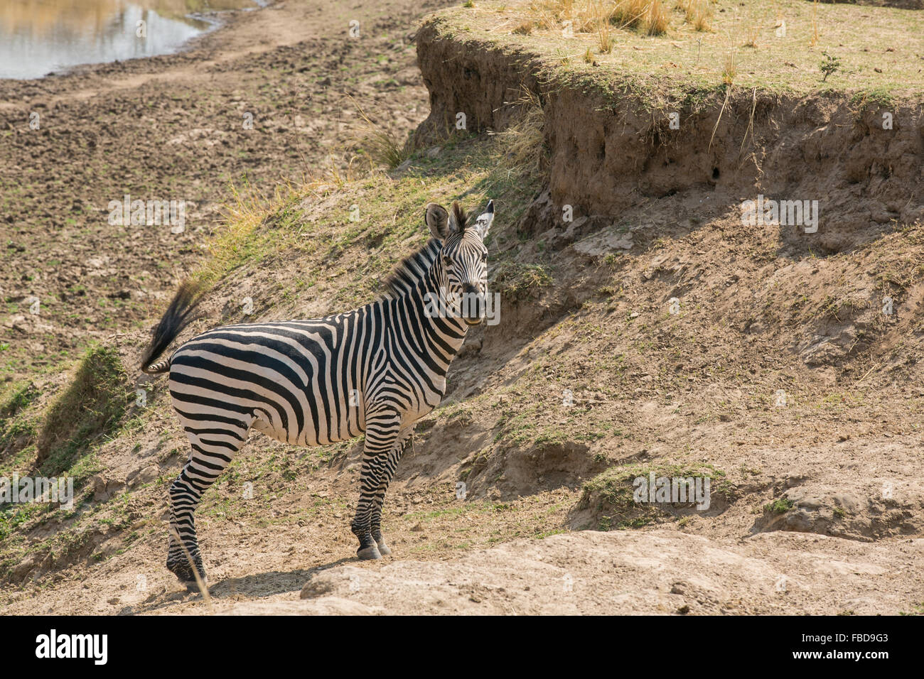 A Crawshay's zebra (Equus quagga crawshayi), South Laungwa, Zambia ...