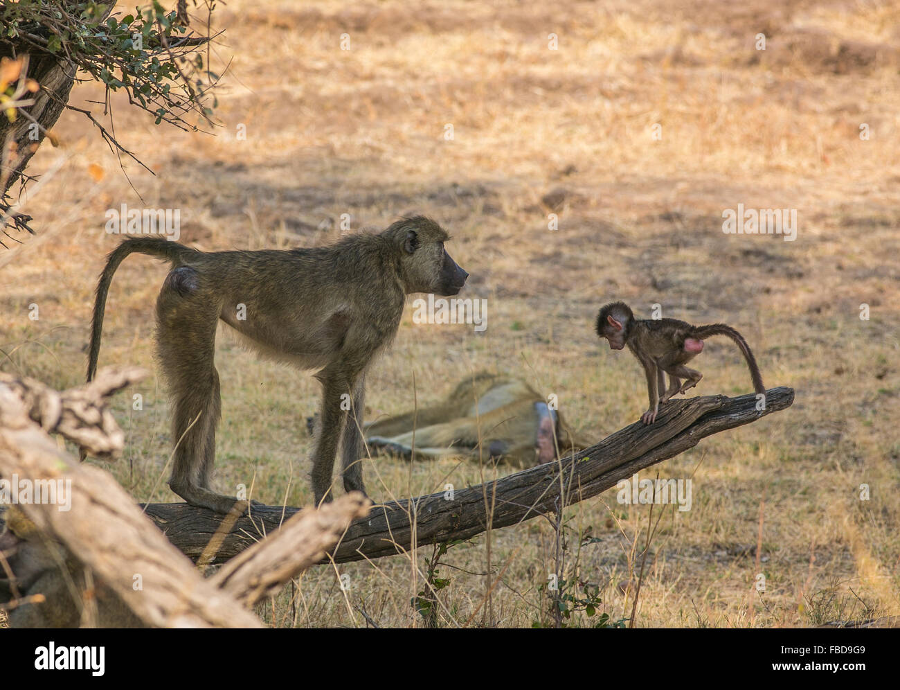 Female yellow baboon (Papio cynocephalus) and young on a fallen tree ...
