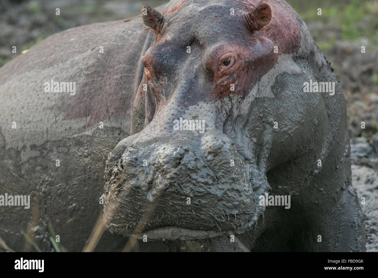 Mud hippo hippopotamus hi-res stock photography and images - Alamy
