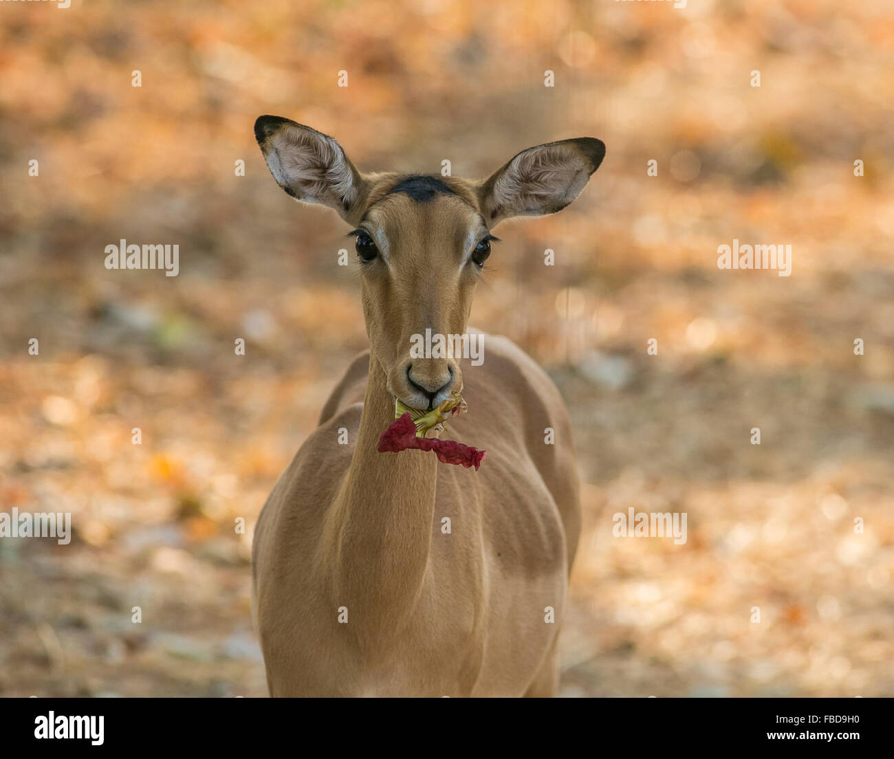 Leaping impala hi-res stock photography and images - Alamy