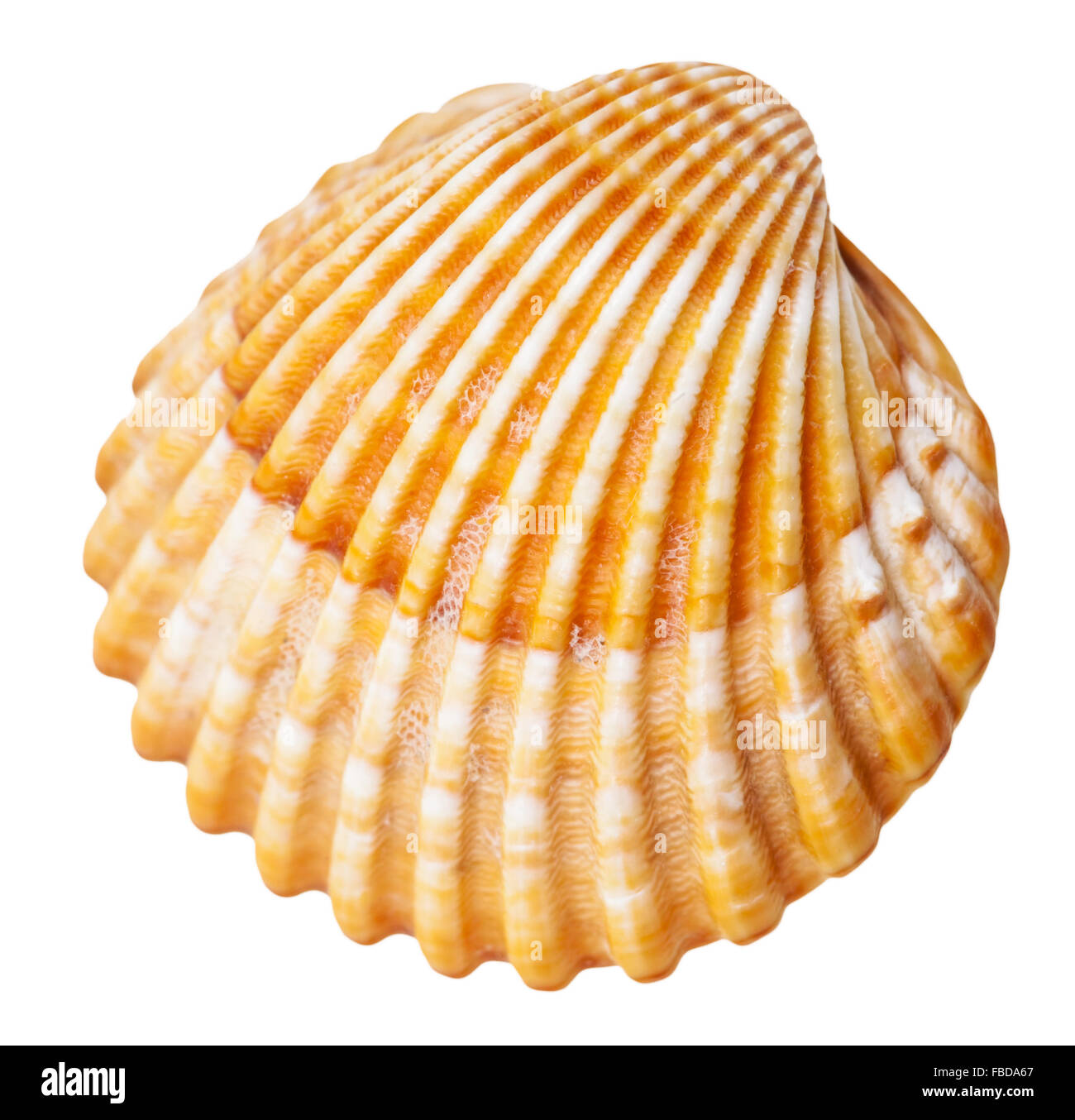 clam mollusc shell isolated on white background Stock Photo - Alamy