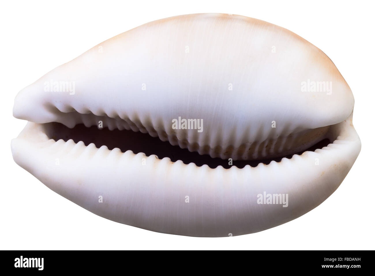 empty shell of cowry mollusk isolated on white background Stock Photo ...